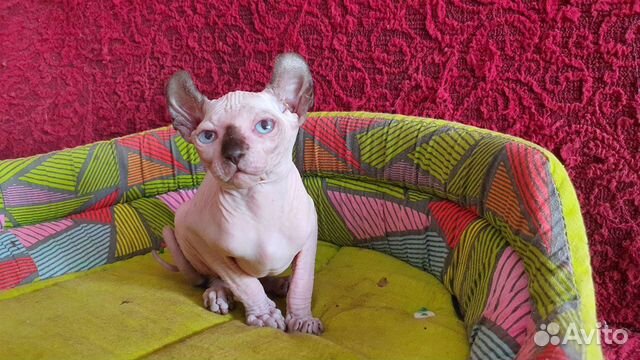 Котята сфинкс эльф