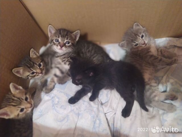 Котята в добрые руки 1 месяц