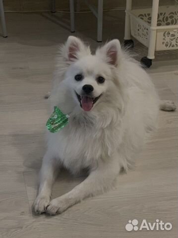 Японский шпиц