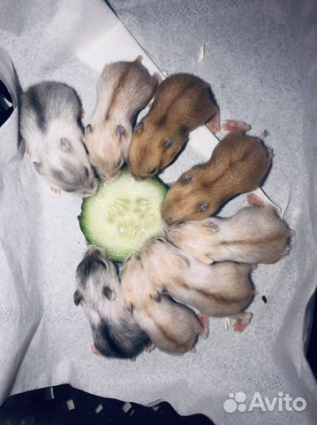 Джунгарский хомяк (доставка)