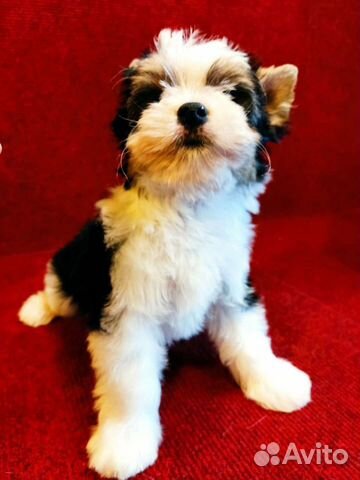 Самая любимая