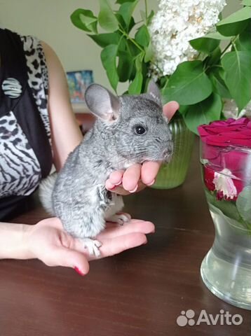 Шиншилла мальчик