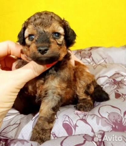 Той-пудель мальчики