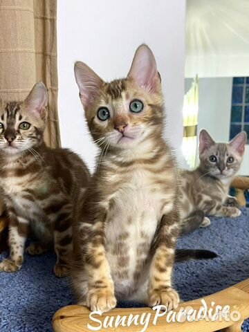 Снежный Минк,Шоколад, котик с док