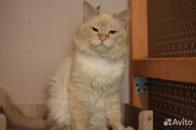 Милый ласковый кот в добрые руки