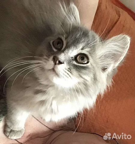 Кошка в дар