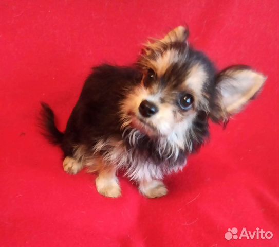 Мальчик чихойорк