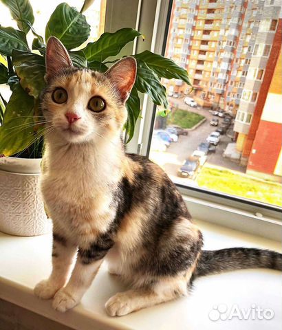 Котенок ищет дом