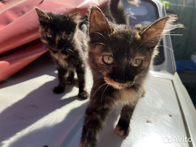 Котенок