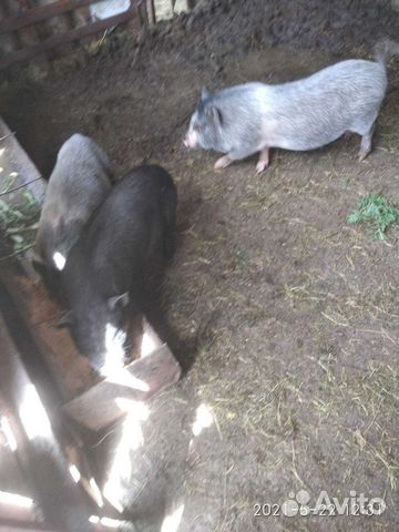 Вьетнамск вислобрюхий поросенок