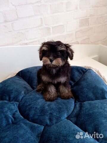 Мальтипу мальчик редкий окрас