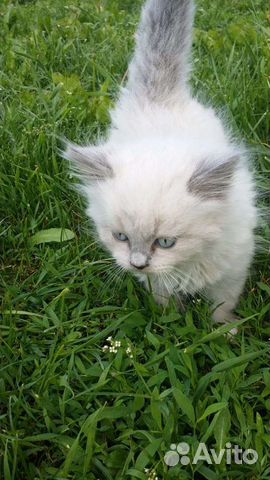 Невский маскарадный кот