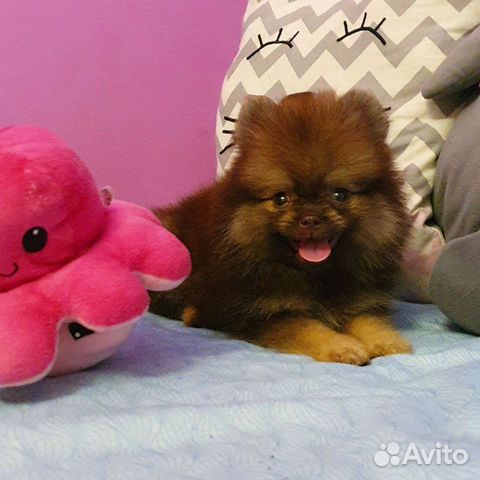 Куколка мини медвежонок померанского шпица