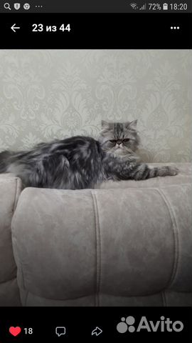 Персидские котята