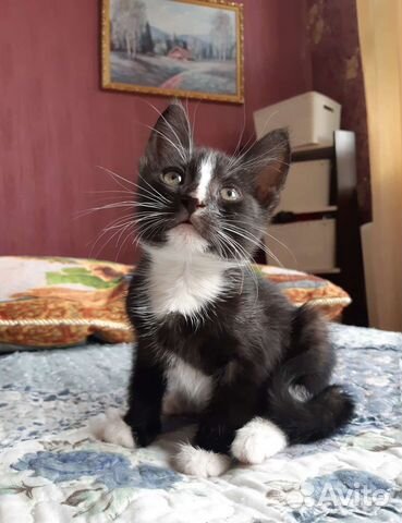 Кошечка черная