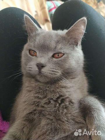 Кошка в дар