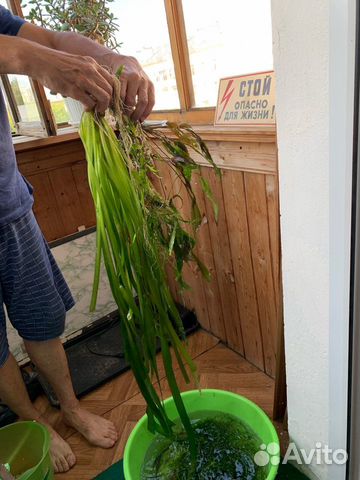 Аквариумные растения