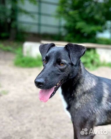 Собаки бесплатно