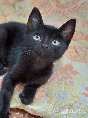 Спасите кошачью душу