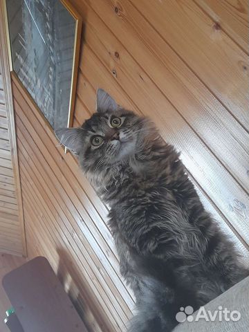 Пушистая лапочка хочет домой