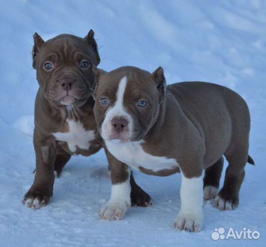 Американский булли