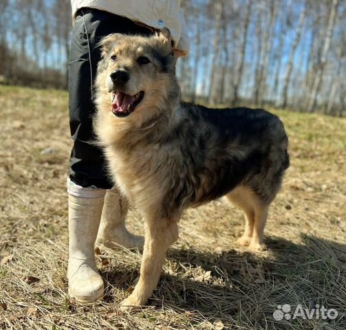 Собака в добрые руки