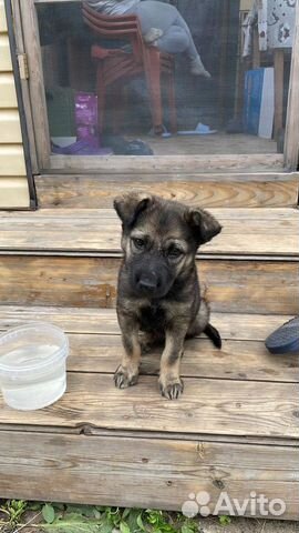 Пес Тайсон, 1,5 месяца