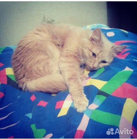 Кошка бесплатно