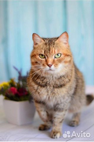 Приютская кошка Маруся надеется стать домашней