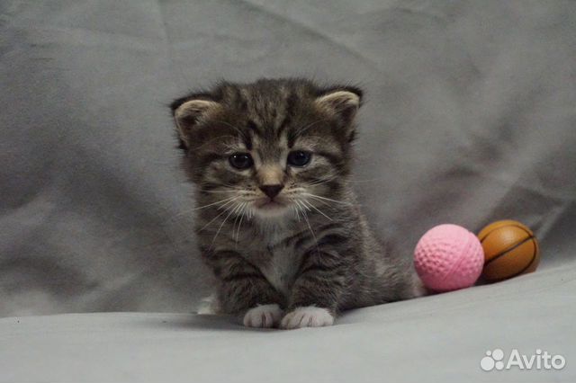 Веселая котячья малышня