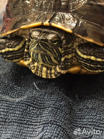 Красноухая черепаха с аквариумом