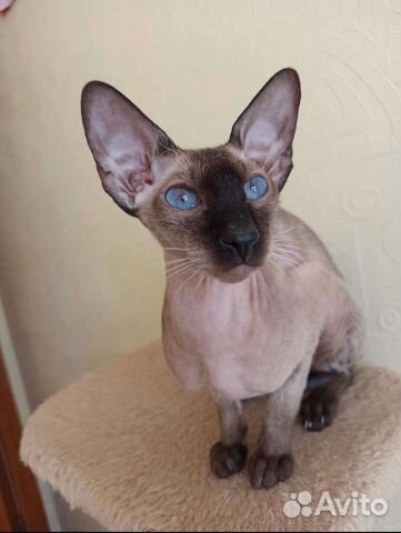 Взрослая девочка