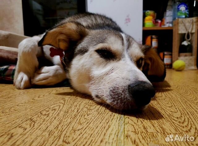 Спасли собаку похожа на хаски, некуда идти