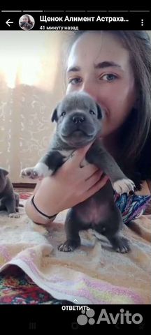 Щенок Амбулли