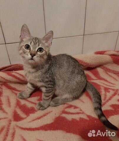 Замечательный котенок Лён ищет дом