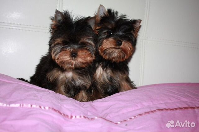Йоркширский терьер щенки