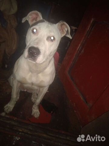 Амстафф9мес девочка