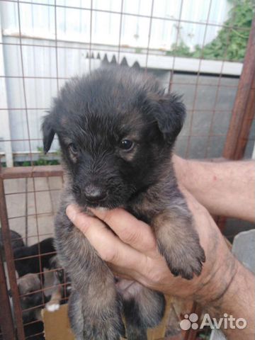 Немецкая овчарка