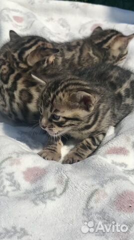 Бенгальская кошка