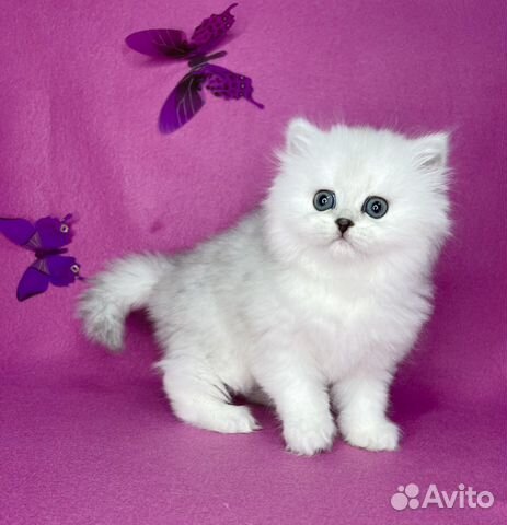 Персидская шиншилла