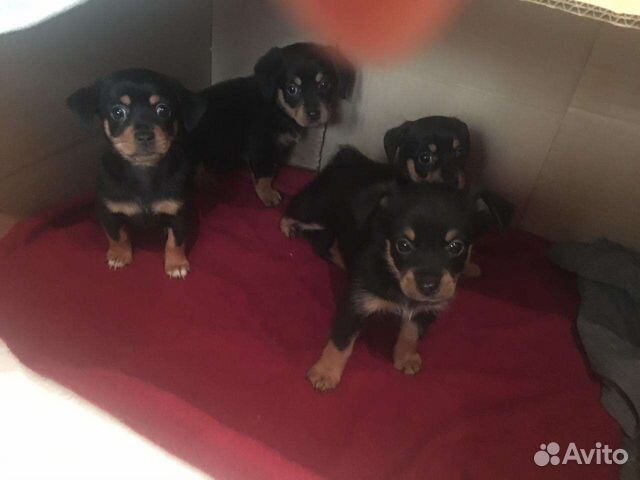 Мини той-терьер щенки