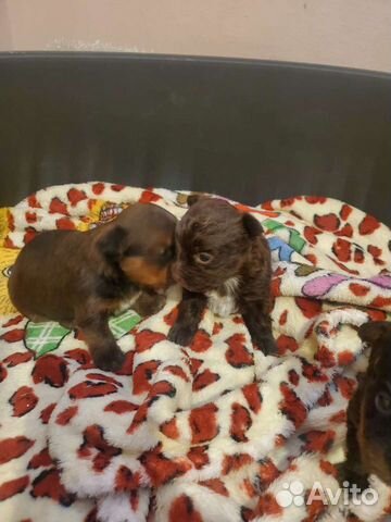 Шоколадные йорки