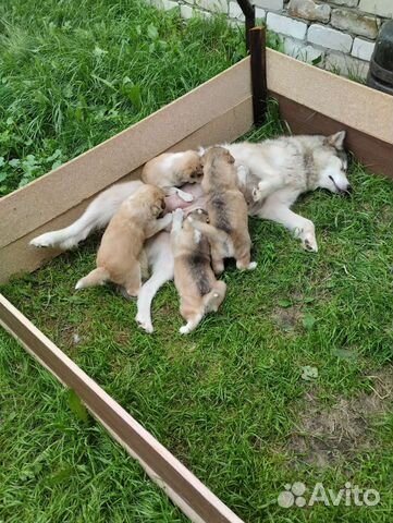 Собака в добрые руки щенок маламута