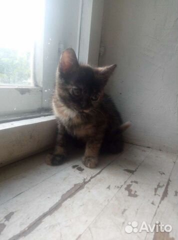 Котята в дар