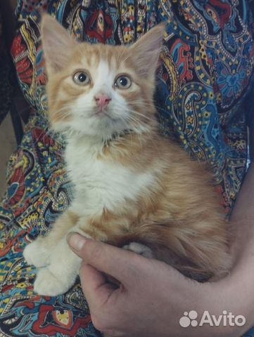 Котёнок в хорошие руки
