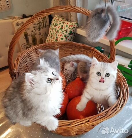 Котята британской шиншиллы