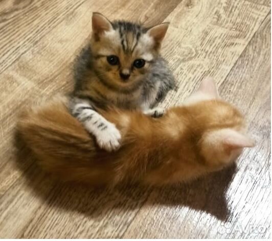 Котята-британцы