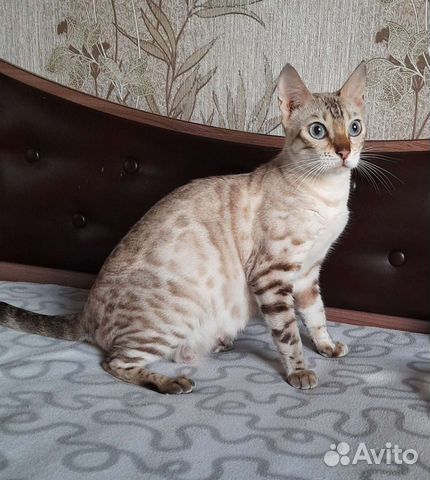 Кошка в дар