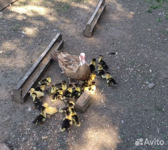 Индоутка с утятами