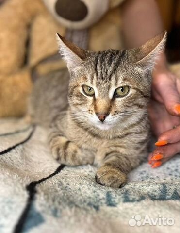 Классный полосатик мальчик 4 мес ищет свой дом